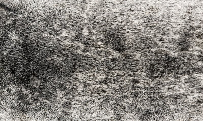 Sealskin stock photo. Image of natural, animal, pattern - 32204900