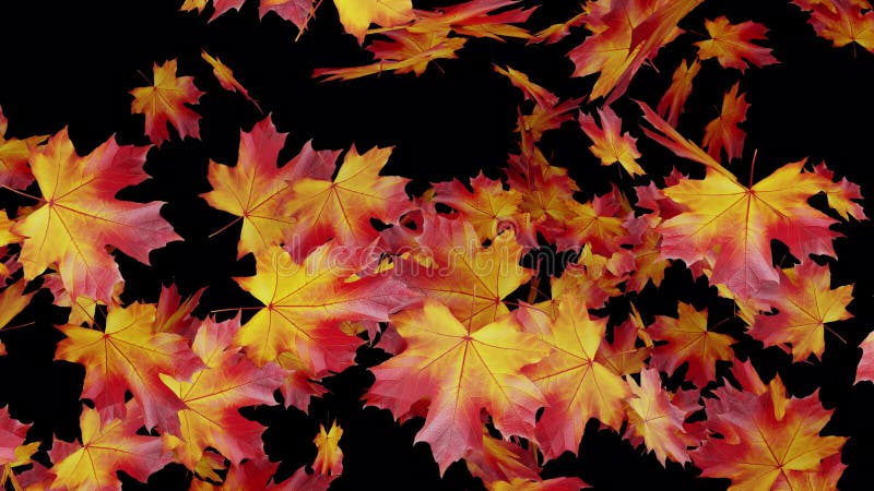 Autumn Maple Leaf Transition Falling on Transparent Background Stock ...
