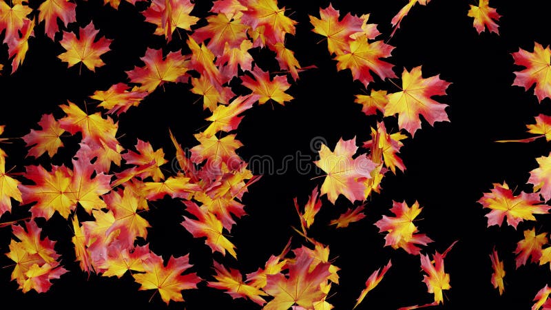 Autumn Maple Leaf Transition Falling on Transparent Background Stock ...