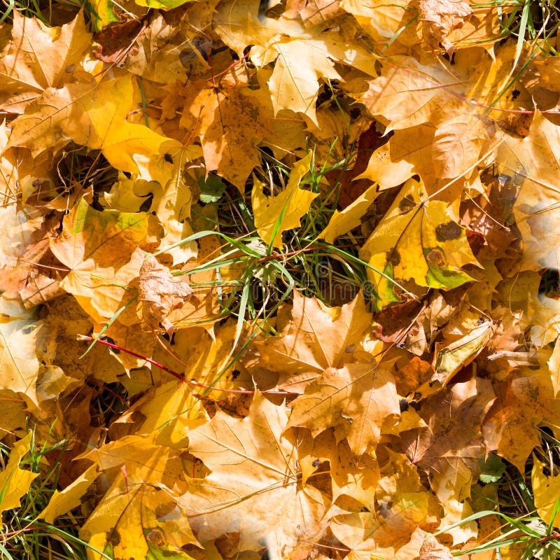 Seamless Autumn Leaves On The Grass Texture Background Nature Stock Image Image Of Field