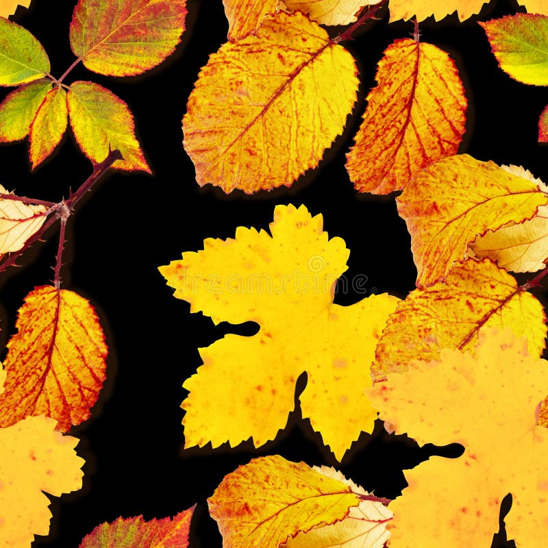 A Seamless Autumn Leaves Pattern on a Black Background Stock Image ...