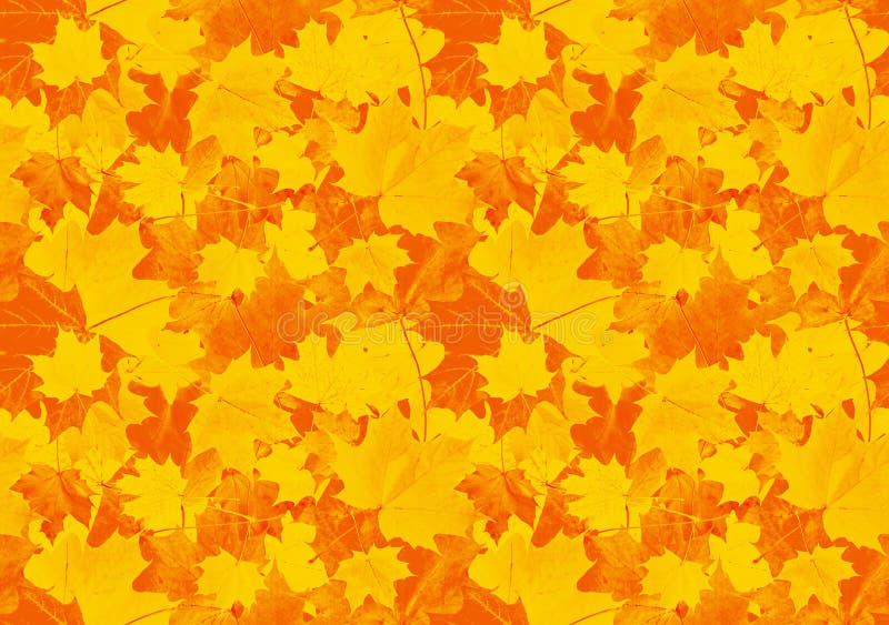 Calm Pattern of Red-orange Maple Leaves. Seamless Background of Autumn ...