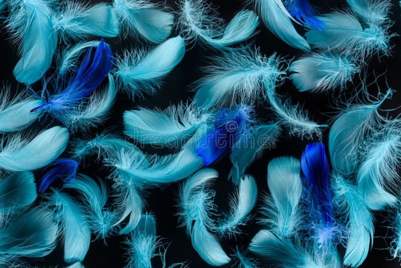Seamless Background with Bright Multicolored Blue Feathers Isolated on ...