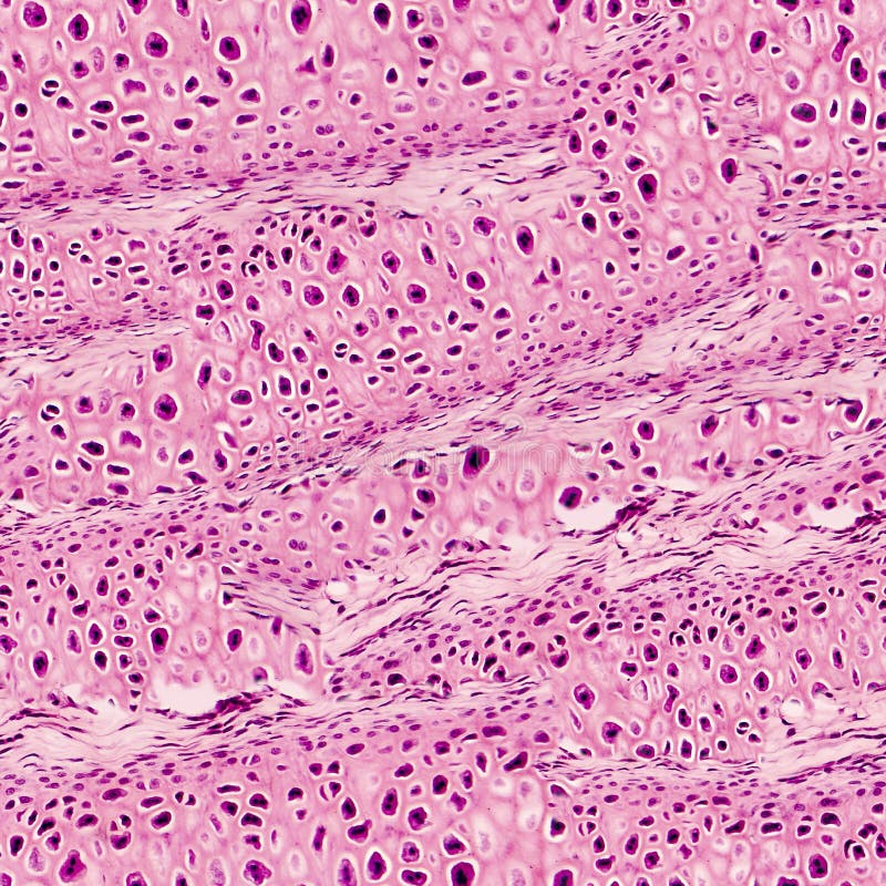 Compact Bone Texture, Painting Stylization Stock Image - Image of bone ...