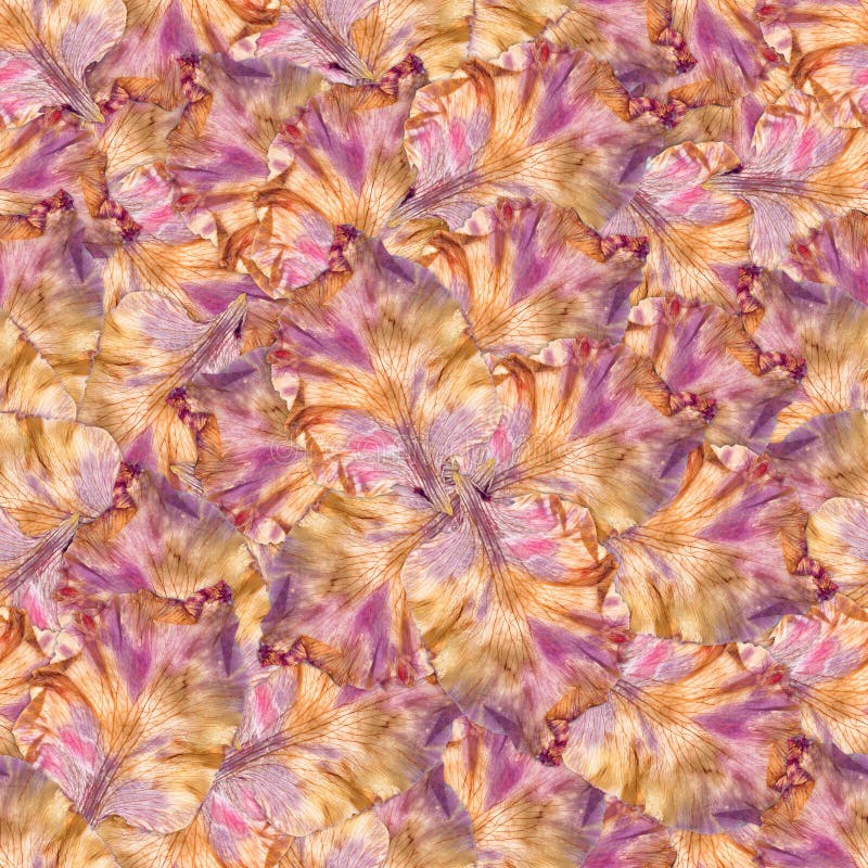 Seamless Background Pattern Texture Made of Iris Stock Photo - Image of ...