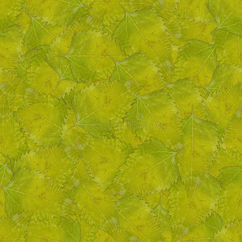 Seamless Background Pattern Texture Made of Leaves Stock Photo - Image ...