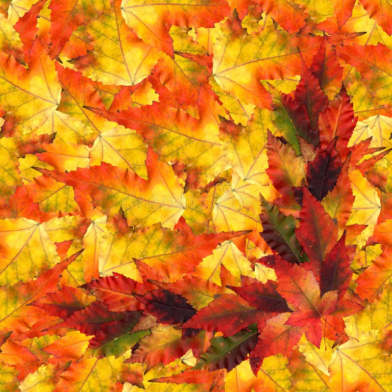 Seamless Background Pattern Texture Made of Maple Leaves Stock Image ...