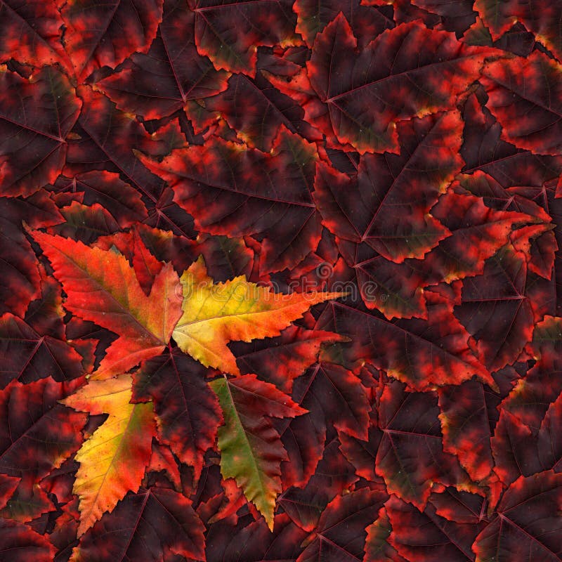Seamless Background Pattern Texture Made of Maple Leaves Stock Image - Image of element, orange ...