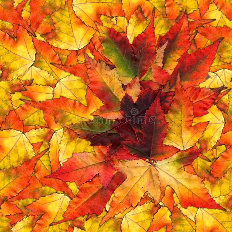 Seamless Background Pattern Texture Made of Maple Leaves Stock Photo - Image of textile, pattern ...