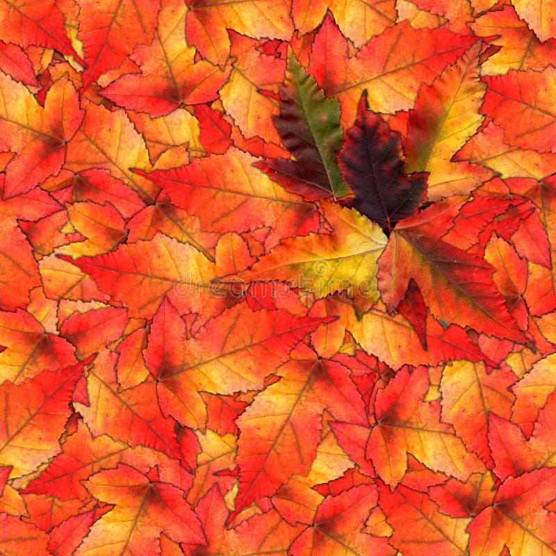 Seamless Background Pattern Texture Made of Maple Leaves Stock Image ...