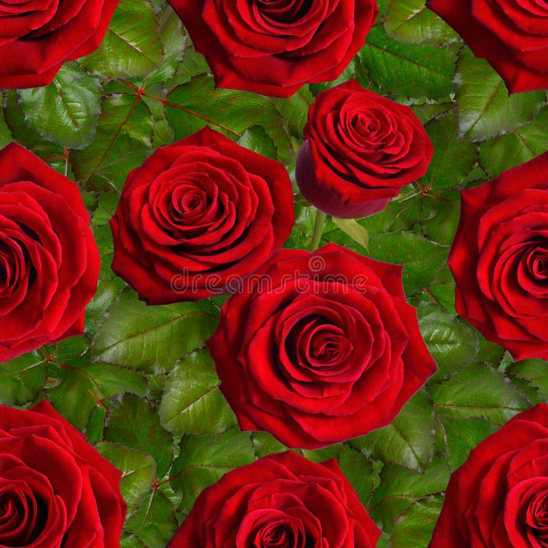 Seamless Background with Pink Roses. Isolated on White Background Stock ...