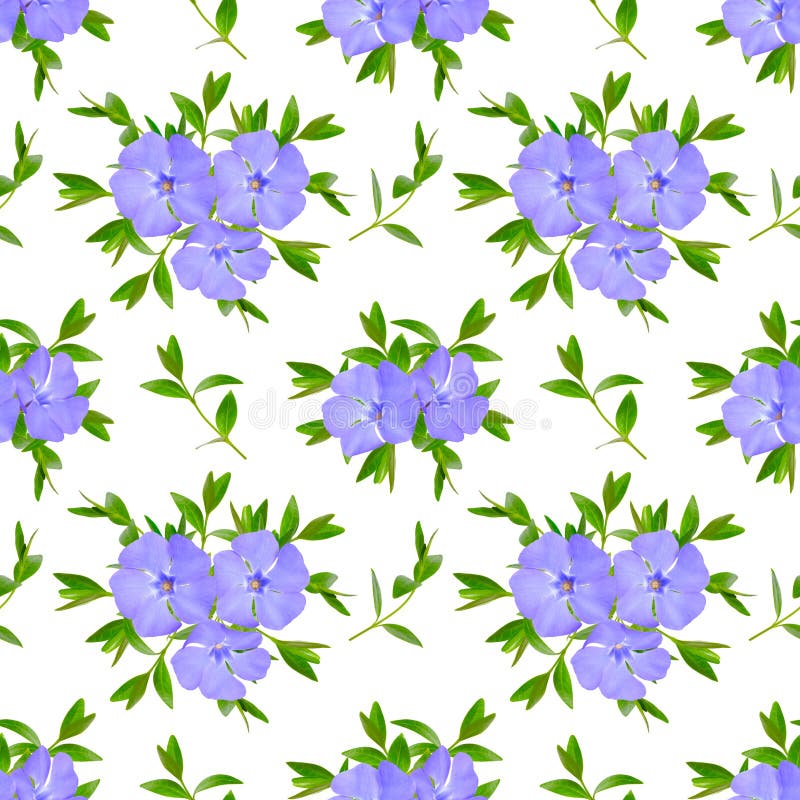 Vinca Periwinkle Purple Floral Frame Border Stock Vector - Illustration ...