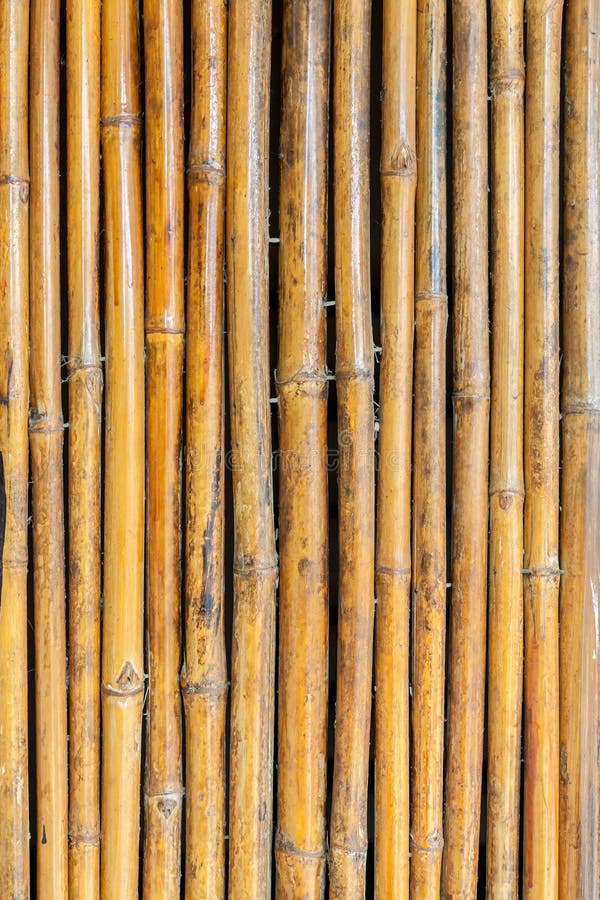 Seamless bamboo texture stock photo. Image of woods, plank - 16812078