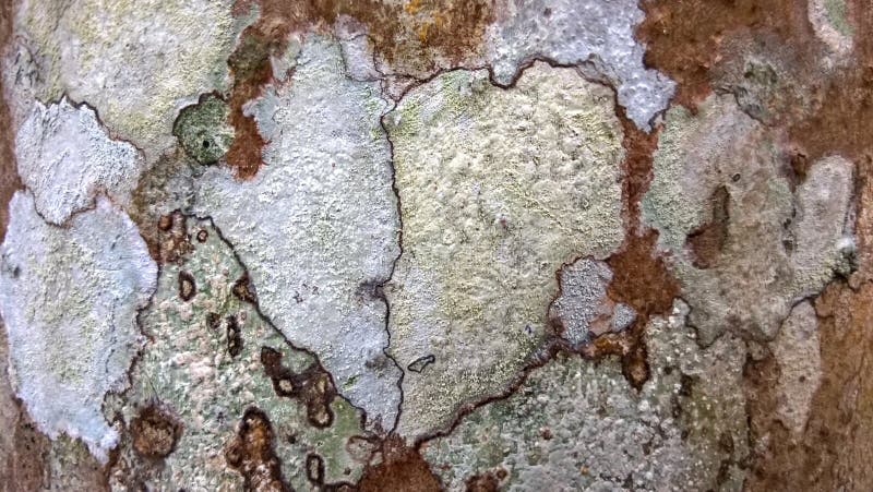 Seamless Bark of a Large Tree, with Beautiful Patterns. Stock Photo ...