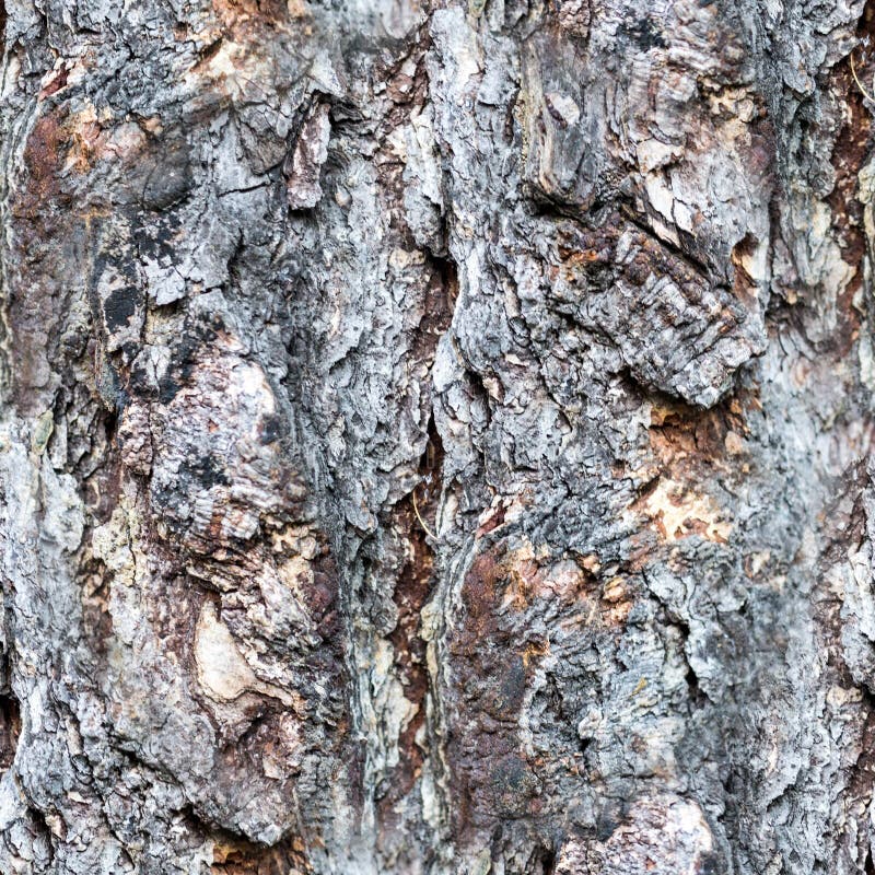 Seamless Bark Texture of a Pine Trunk. Closeup, Texture, Background ...