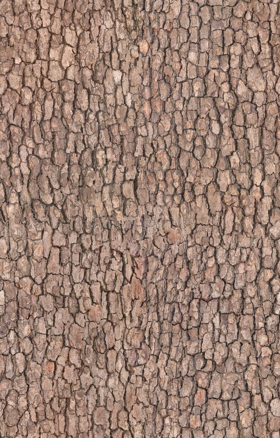 Seamless Bark Substrate Texture Stock Photo - Image of texture ...