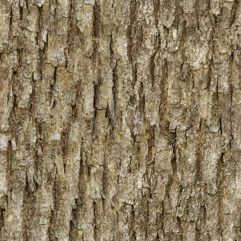 Seamless bark tree stock image. Image of design, tileable - 44274587