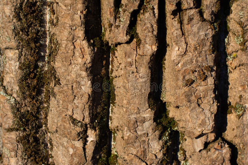Seamless Bark Tree Texture. Bark Pattern is Seamless Texture from Tree ...