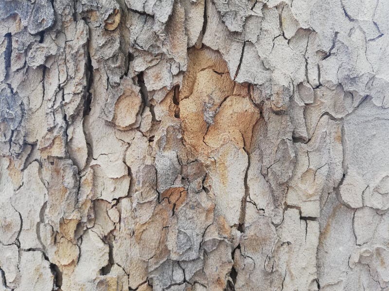 Seamless Bark Substrate Texture Stock Photo - Image of texture ...