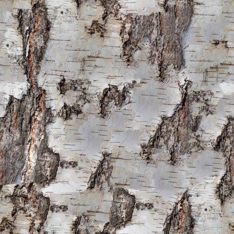 Seamless Birch Wooden Pattern Texture Stock Photo - Image of lumber ...