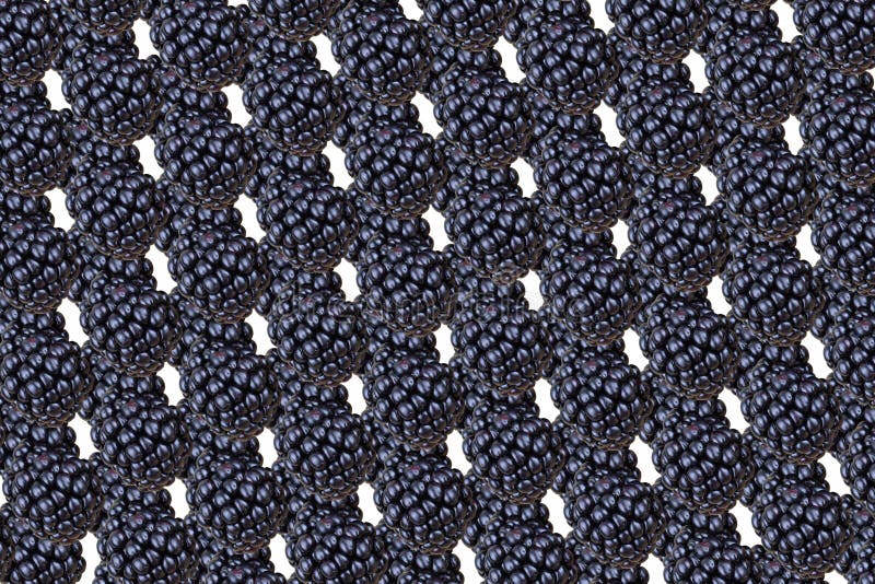 Seamless BlackBerry Pattern, on a White Background. Stock Illustration ...