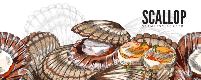 Seamless Border with Scallops Mollusks in Shells, Engraving Vector ...