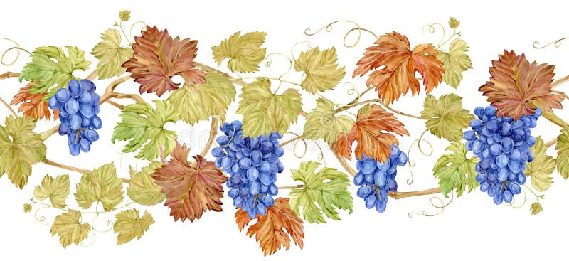 Seamless Border of Intertwined Grape Branches. Horizontal Pattern of Grapevine, Blue Berries and ...