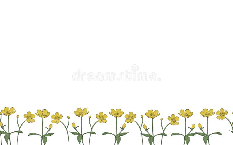 Seamless Border Isolated Buttercup Stock Vector - Illustration of ...