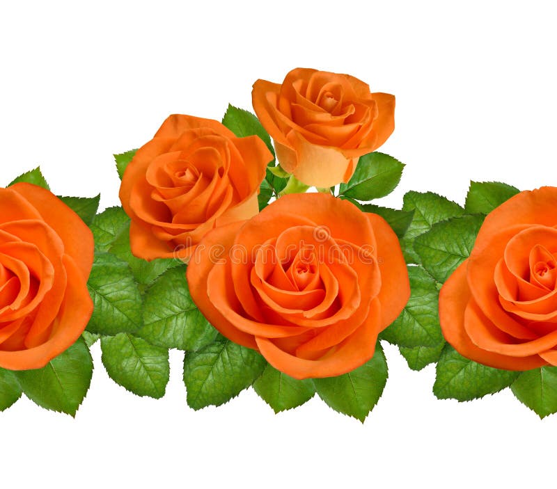 Seamless Border with Orange Roses. Isolated on White Background Stock ...