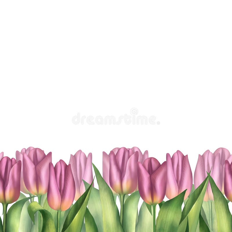 Seamless Border with Pink Tulips Stock Illustration - Illustration of ...