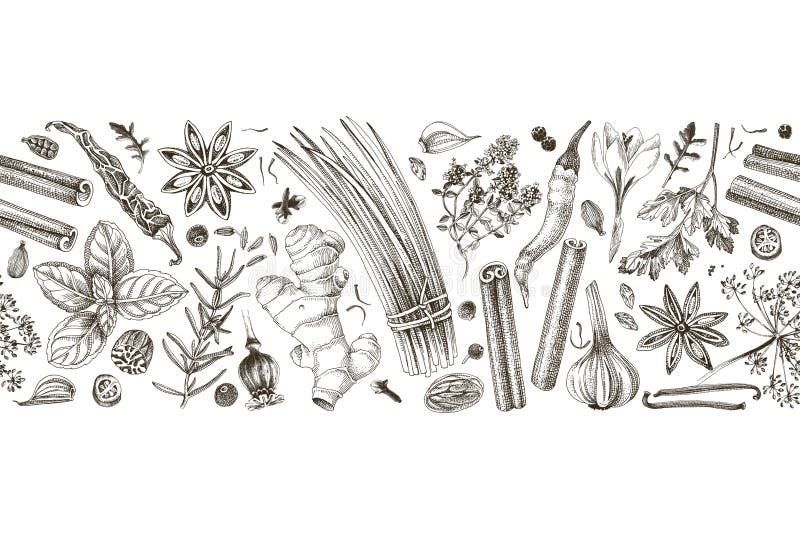 Seamless Border with Spices on White Background Stock Vector ...