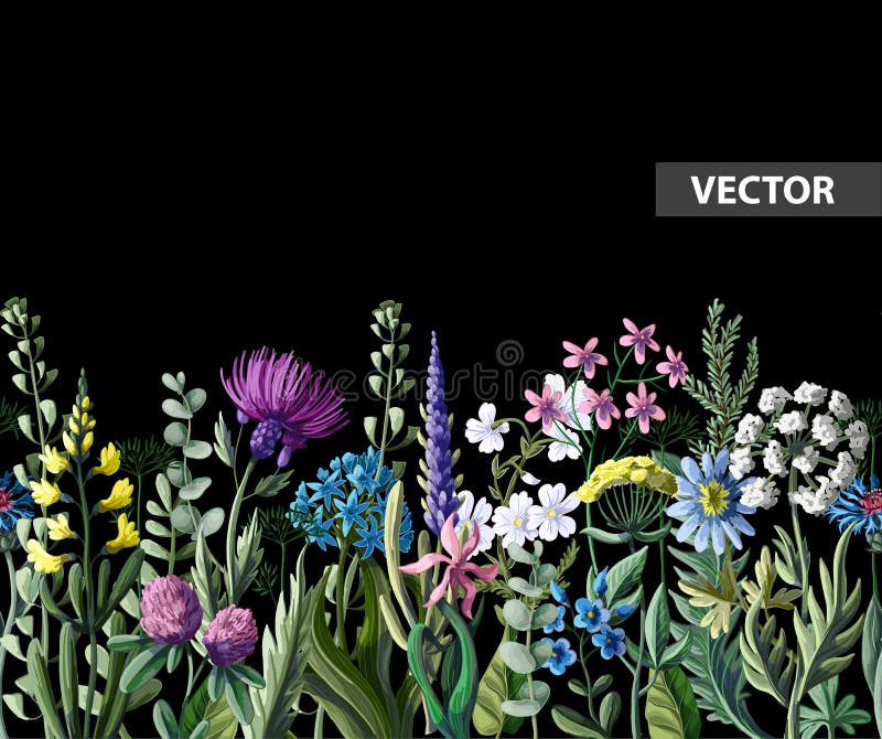 Seamless Border of Wild Flowers. Vector Illustration. Stock Vector ...