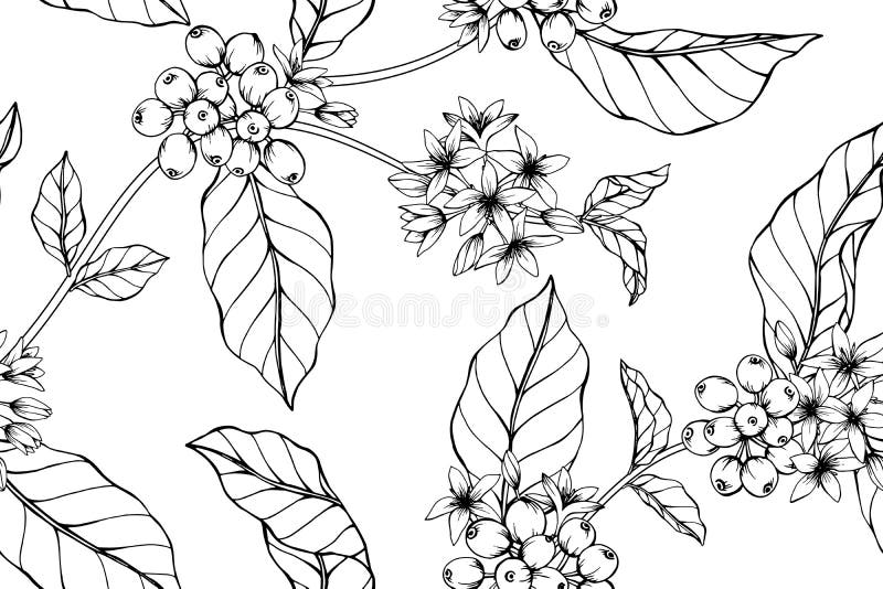 Coffee Flower and Leaf Drawing Illustration with Line Art on White ...