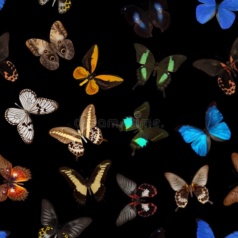 Seamless Blue Butterfly Pattern on a Black Background Stock ...