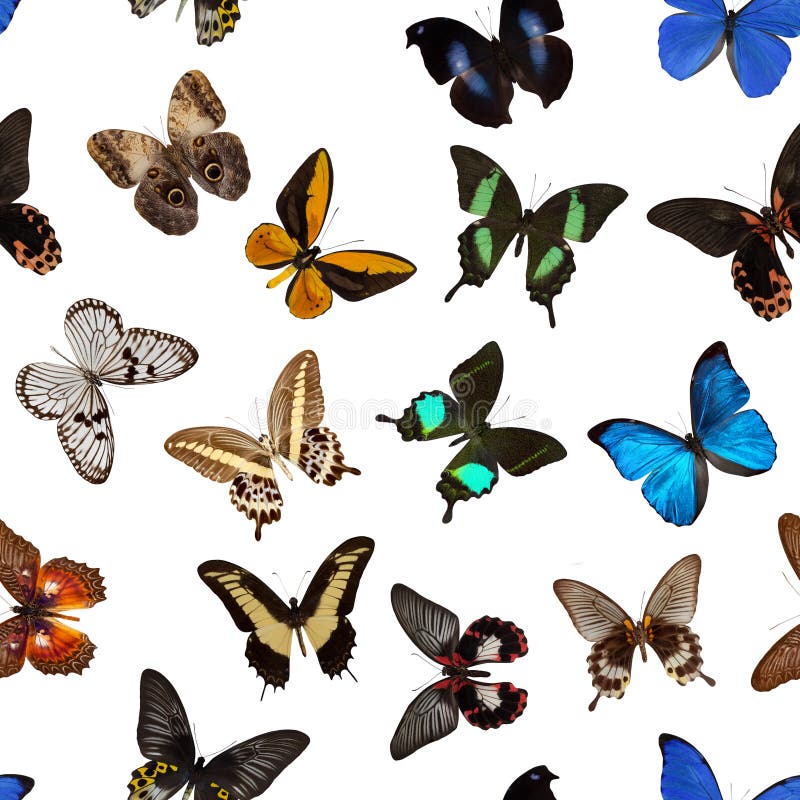 Seamless Colorful Butterfly Pattern on a White Background Stock ... Seamless Colorful Butterfly Pattern on a White Background Stock ...