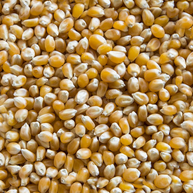 Seamless Corn Kernels Texture Stock Photo - Image of backdrop, food ...