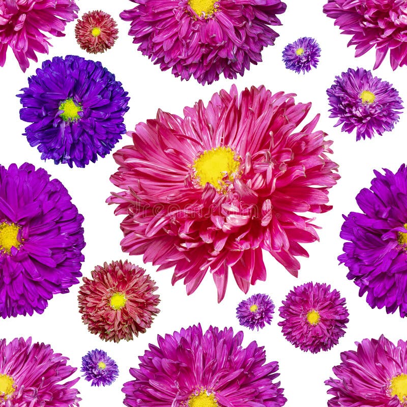 Seamless Endless Pattern with Multicolored Aster Flowers. Floral ...