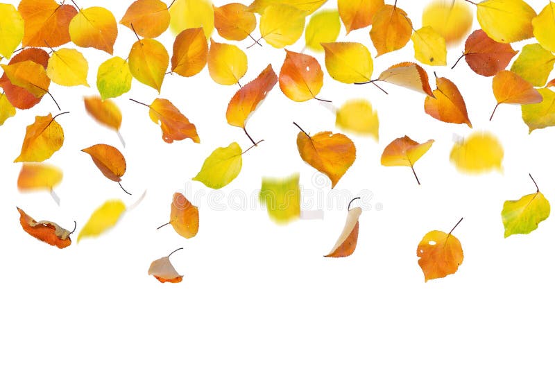 Seamless Falling Autumn Leaves Stock Image - Image of closeup, brown ...
