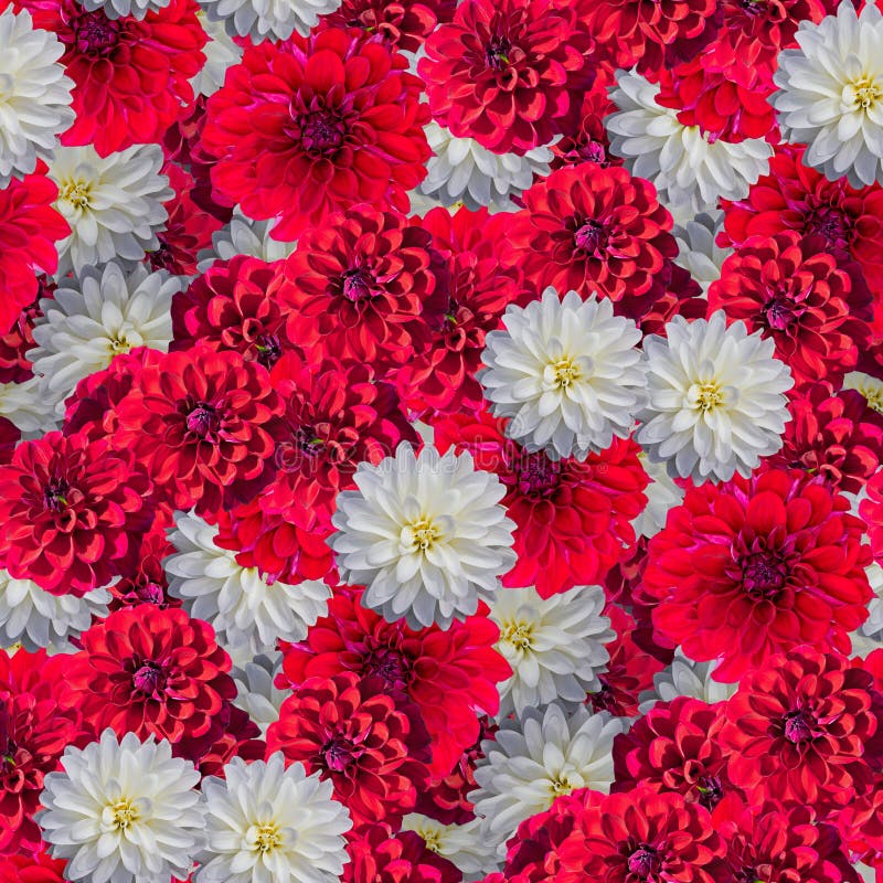Seamless Floral Pattern with Bright Red and White Flowers Stock Image ...