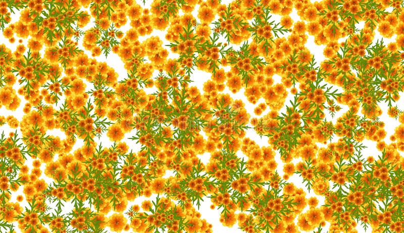 Pattern Cosmos Flower Plant Pattern Stock Illustration - Illustration ...