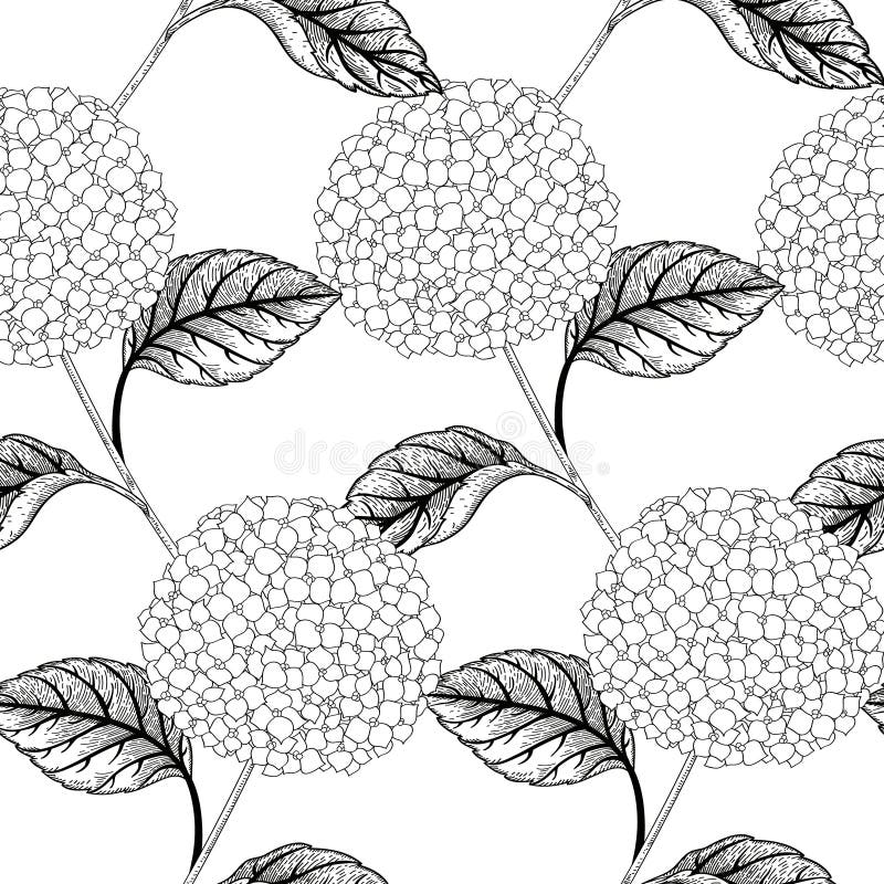 Black Hydrangeas Stock Illustrations – 342 Black Hydrangeas Stock ...