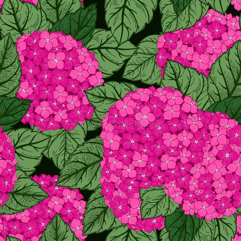 Single Hydrangeas Stock Illustrations – 99 Single Hydrangeas Stock ...