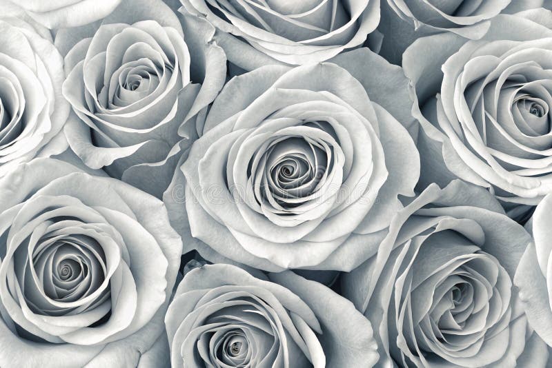 Seamless Floral Pattern with Silk Gray Roses Stock Illustration ...