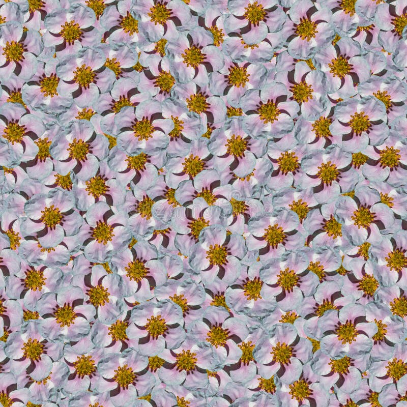 Seamless Floral Pattern Textures. Delicate Flowers of Bindweed ...