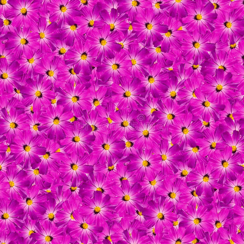Seamless Floral Pattern Texture Featuring Delicate Pink Cosmea Flowers ...