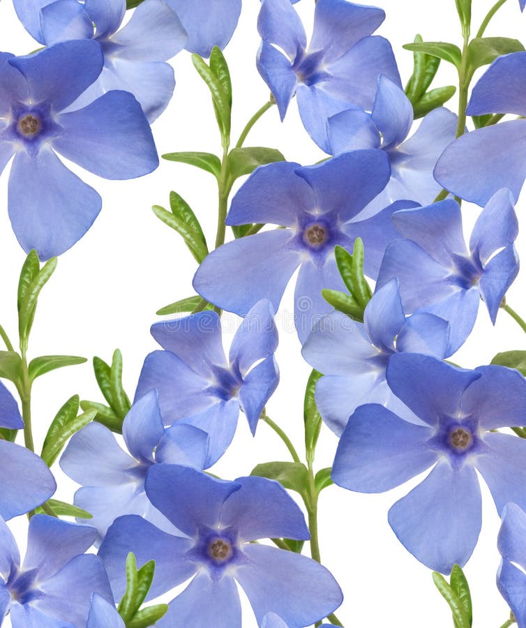 218 Flower Border Periwinkle Stock Photos - Free & Royalty-Free Stock ...