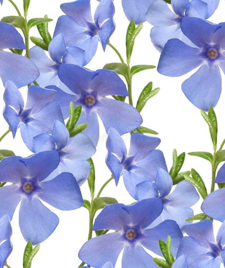 206 Flower Border Periwinkle Photos - Free & Royalty-Free Stock Photos ...