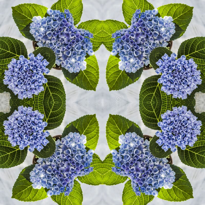 Seamless Geometric Pattern of Blue Hydrangea Flowers. Stock Photo ...