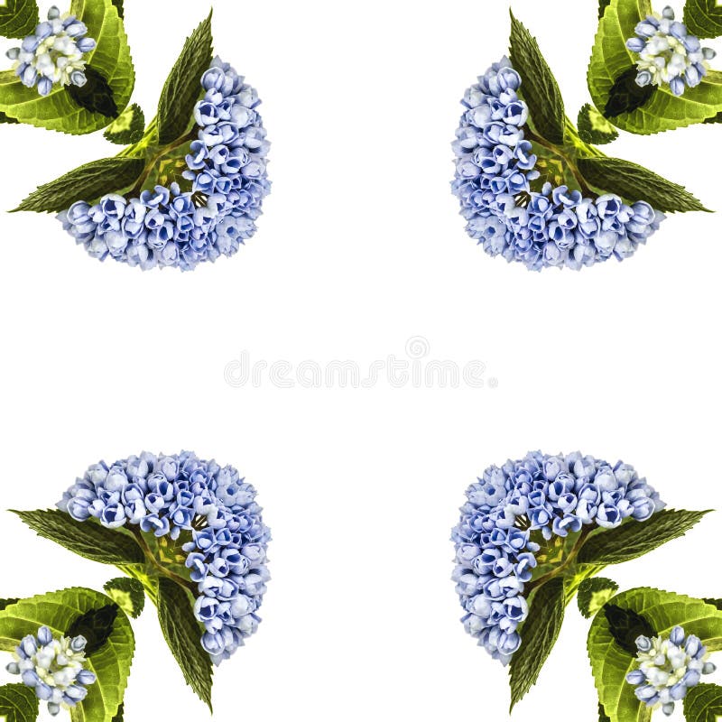 Seamless Geometric Pattern of Blue Hydrangea Flowers. Isolated on White ...