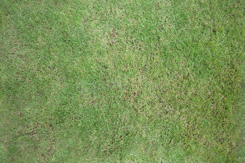 A Seamless Grass Turfing for Use in Architectural Drawing Stock Image ...